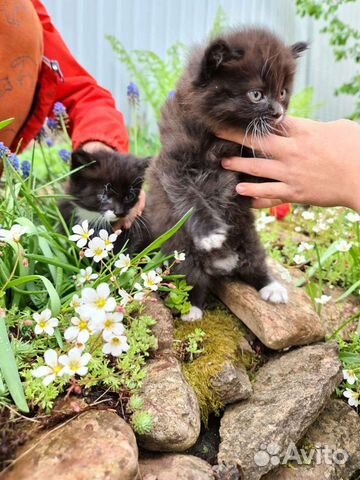 Умные котятки 1 мес