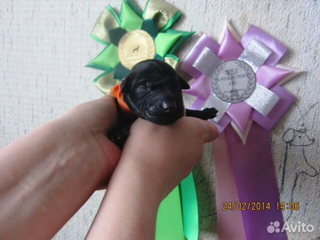 Щенки керри блю терьера