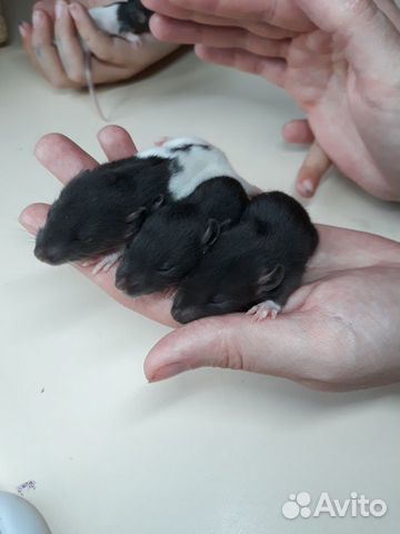 Крыса дамбо