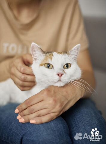Кошка бесплатно