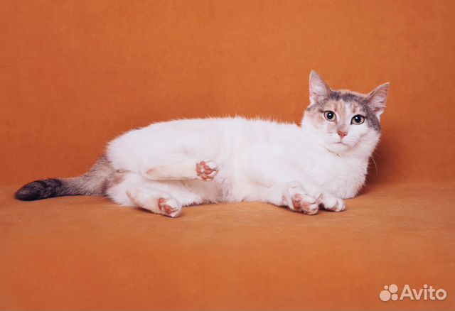Кошка Луна