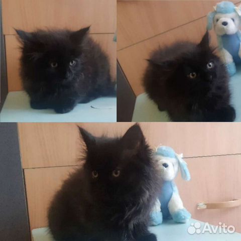 Котейке нужен постоянный дом