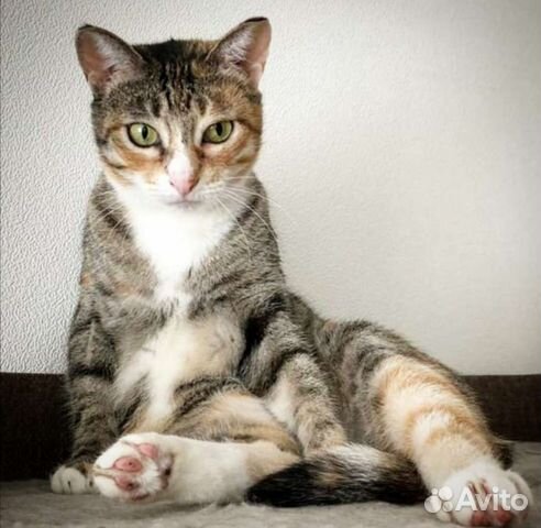 Кошка Адель 2 года, стерилизована