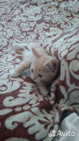 Котенок в добрые руки