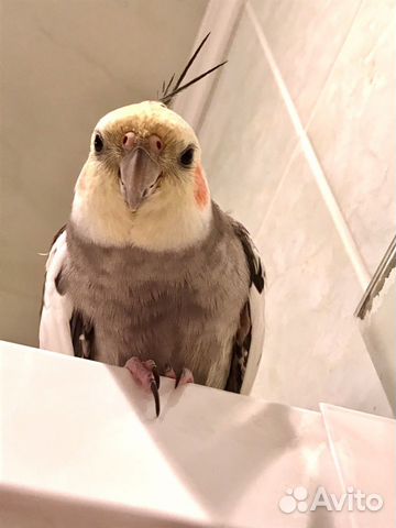 Самец Корелла, говорящий, Эксклюзив