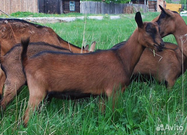 Чешские козочки и козлики