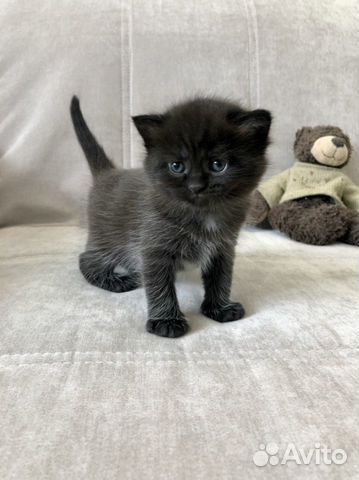 Котенок девочка в добрые руки