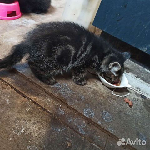 Котята от курильского бобтейла