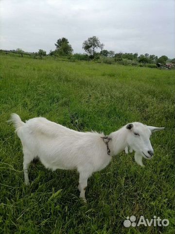 Козы дойные