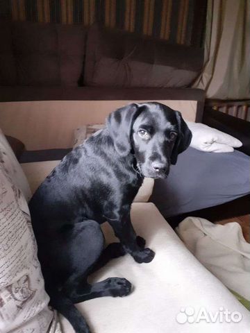 Лабрадор помесь с курцхаром