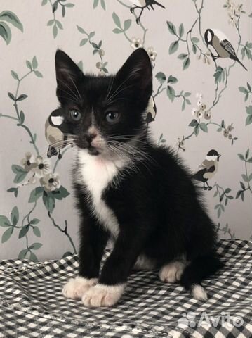 Чулесный котенок в дар