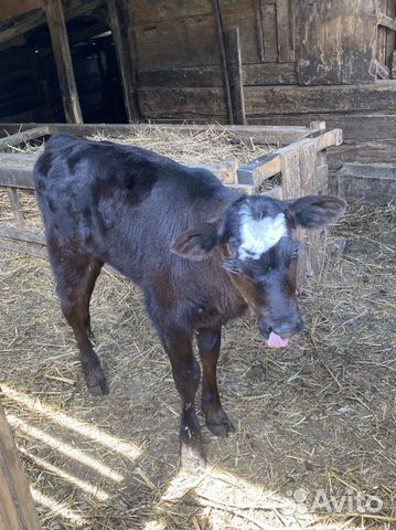 Телка 1 месяц