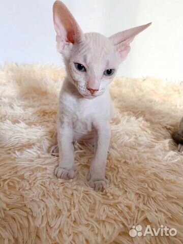 Котята канадский сфинкс 2 месяца