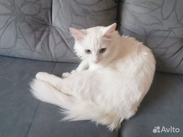 Кот в добрые руки