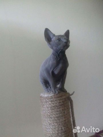 Канадский сфинкс котенок