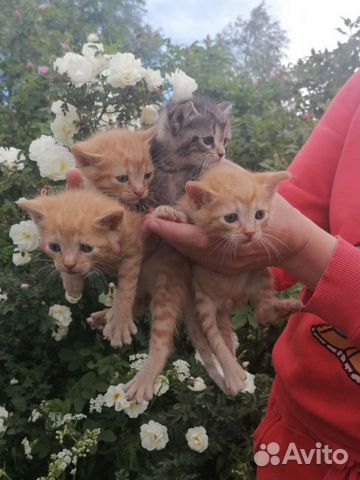Три кота и одна кошечка. Миу-Миу