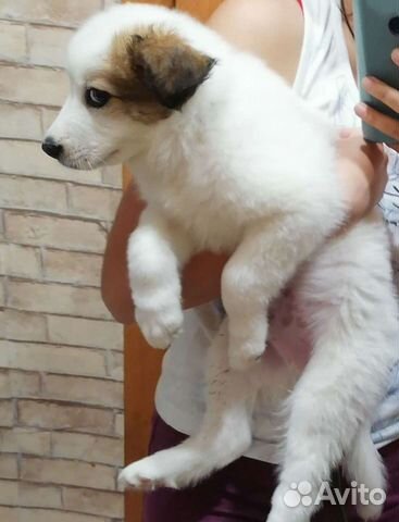 Собака в добрые руки щенок