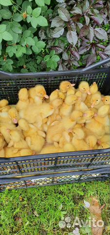 Утята и индоутята