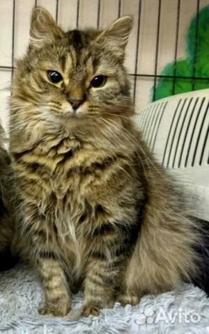 Красотка Дейзи