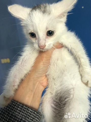 Котята бесплатно