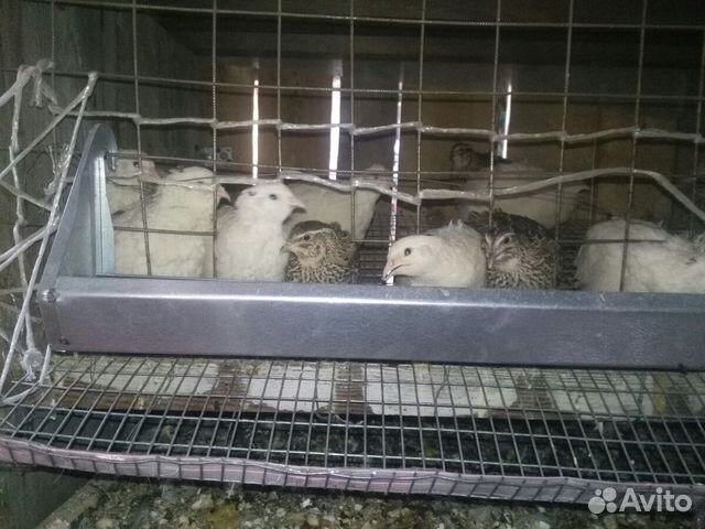 Перепел двухмесячные