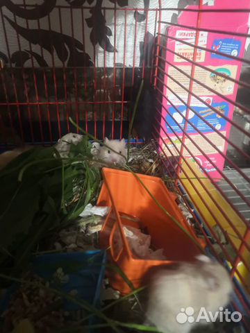 Сирийские хомячки