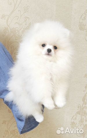 Померанский шпиц mini