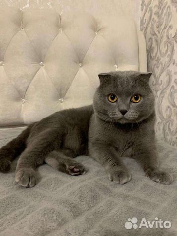 Британский кот