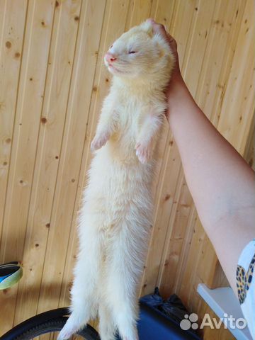 Продаю хорька (мальчик)