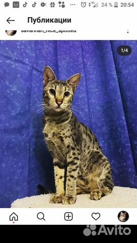 Кошечка саванна