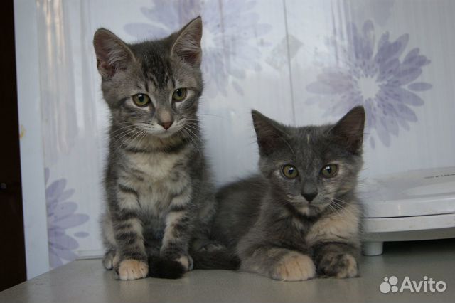 Две сладкие красотки 2 месяца бесплатно