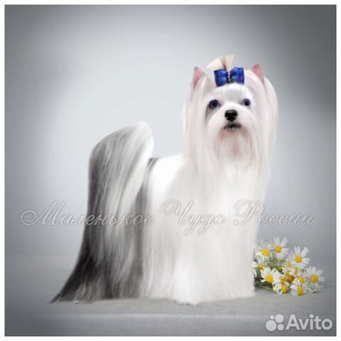 Мальчик йорк голубой мрамор