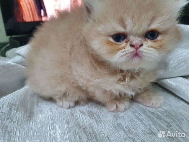 Персидские котята