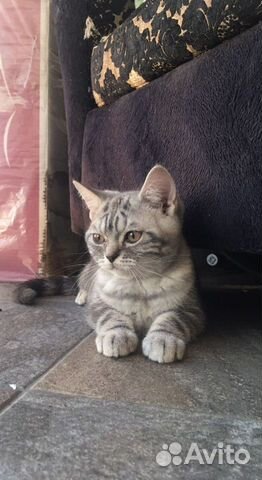 Британский кот
