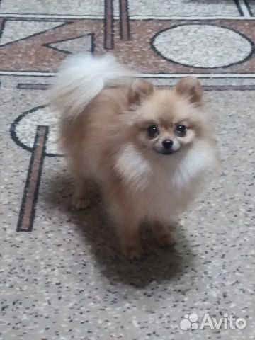 Померанский шпиц мини