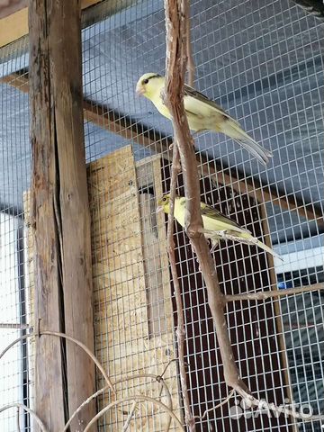 Щеглы, канарейки