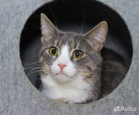 Котик Потап в добрые руки