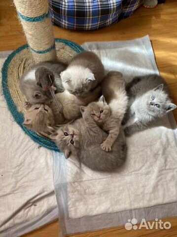 Британские котята