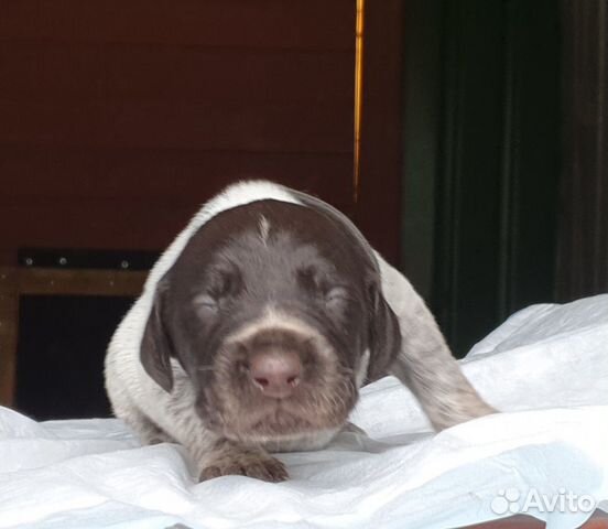 Щенки дратхаара