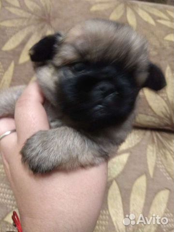 Щенки пекинеса