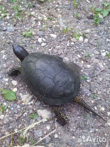 Черепаха сухопутная