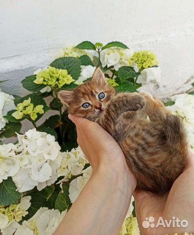 Красавица Шуша в загородный дом