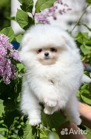 Красивая белая девочка