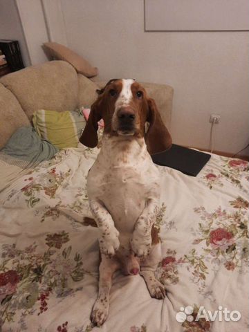 Бассет хаунд