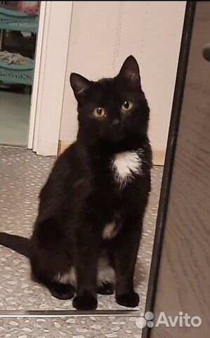 Шанс на жизнь Кошечка Маркиза ищет дом