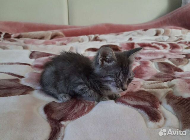 Слепой котенок и мама кошка в добрые руки