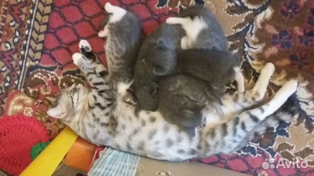 Котята прекрасные ищут Родного Человека