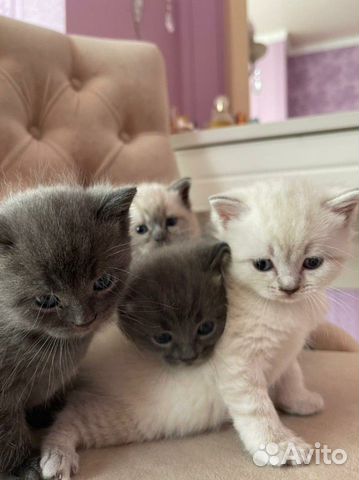 Котята шотланские голубоглазые