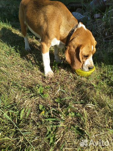 Найдена собака бигль