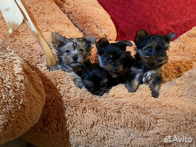 Йоркширский терьер